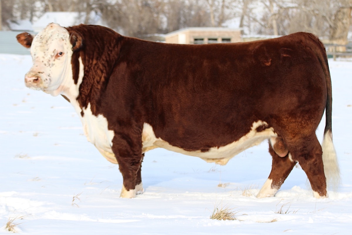 Njw Herd Sires Njw Polled Herefords