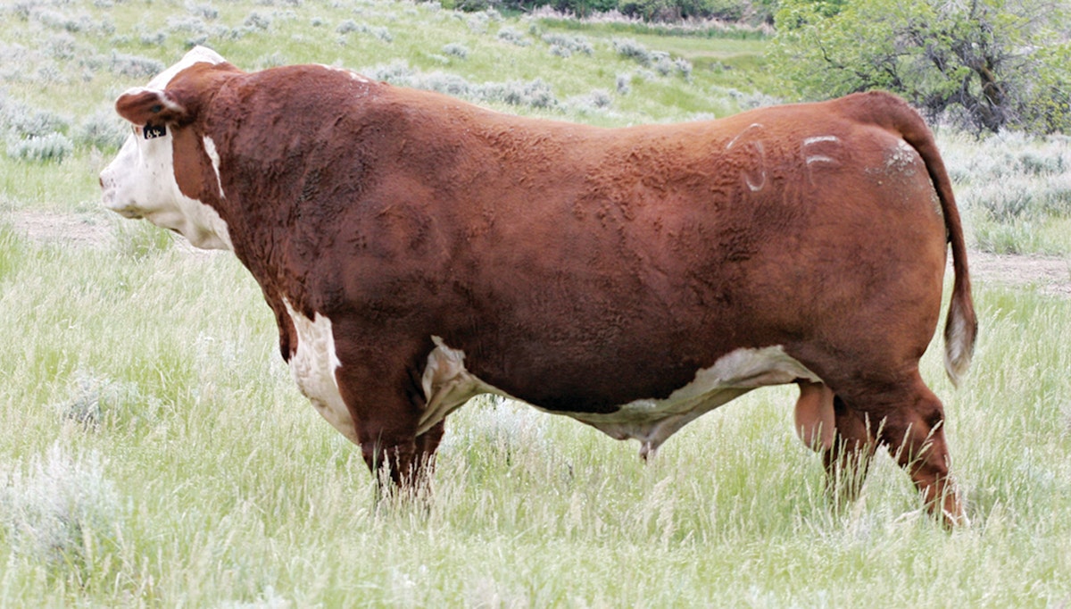 Njw Herd Sires Njw Polled Herefords